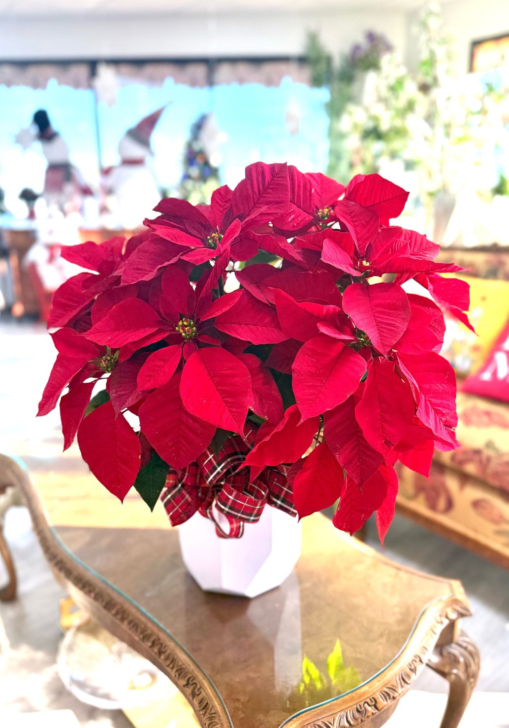 Poinsettia 8 Inch - DiBella Flowers & Gifts