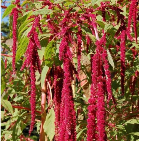 Hanging Amaranthus -EBWF - Beaverton Florists - Beaverton Florists