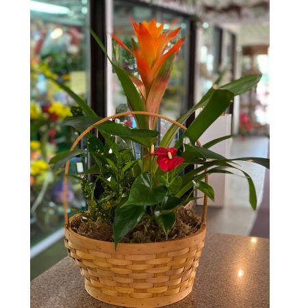 Birthday - DiBella Flowers & Gifts